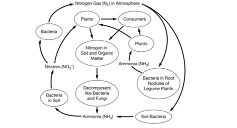 Environmental Science Midterm Flashcards Quizlet