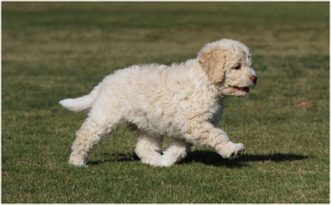 Lagotto Romagnolo Pictures Rescue Puppies Breeders Temperament