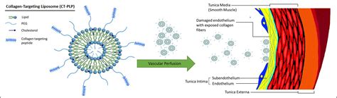 Liposomal Nanocarriers Designed For Sub Endothelial Matrix Targeting