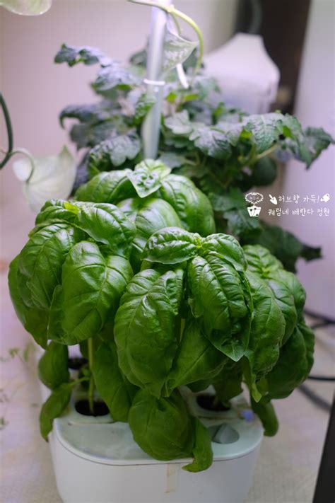 허브 딜스위트 바질 키우기 수경재배순지르기수확 네이버 블로그