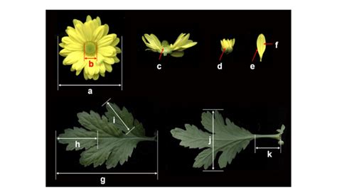 Measurement Of Morphological Characteristics Of Chrysanthemums Using Download Scientific