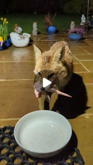 Bruiser The Fox Brings Chicken Wings To Tiny Tail