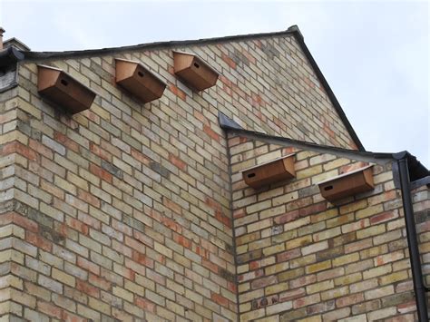 Action For Swifts First Deployment Of Model 30 Swift Boxes