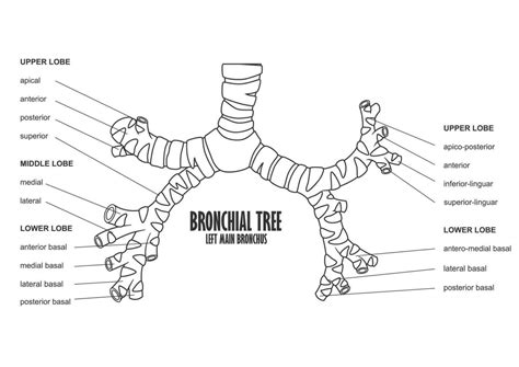 Bronchial Tree Model Labeled