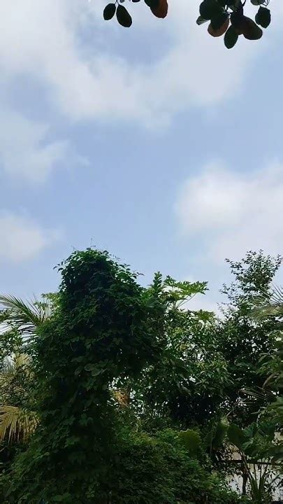 গ্রামের প্রাকৃতিক পরিবেশ। Nature Beautiful Beauty Amazing Village Bangladesh Green Sky