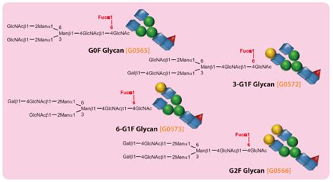 Core Fucosylated N Glycan And Labeled Core Fucosylated N Glycan Based