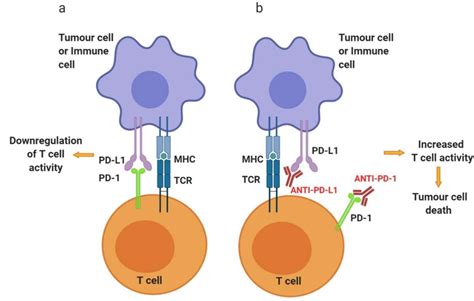 Schematic Representation Of PD 1 And Anti PD 1 PD L1 Mechanisms Of