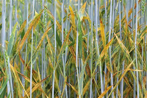 Karat Kuning Atau Garis Parah Puccinia Striiformis Pada Tanaman Gandum