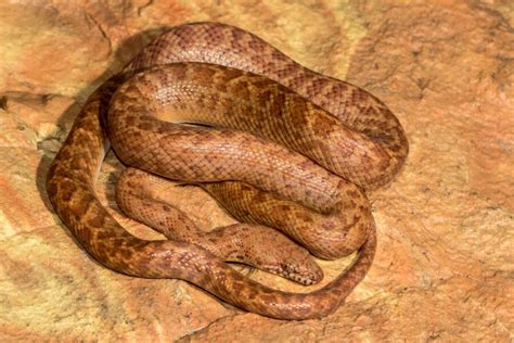 Ultimate Guide To Pygmy Pythons Exotics Keeper Magazine