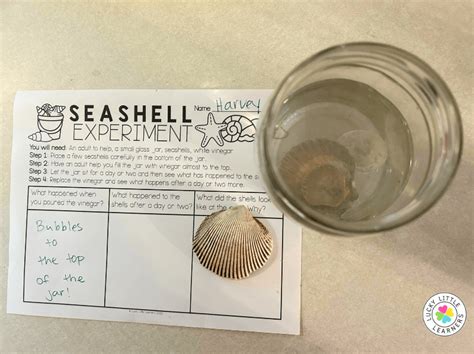 First Grade Easy Science Experiments