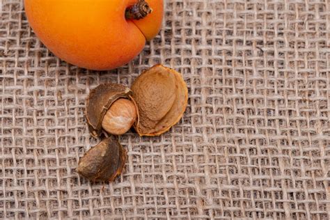 Apricot Seed Cancer Cure With Long History Leads To Arrest Of Mother