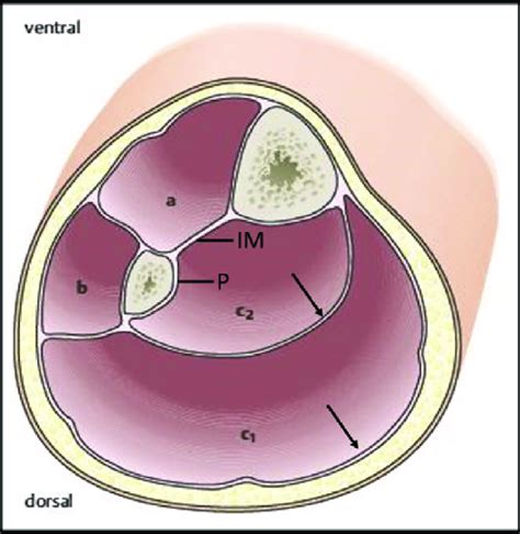 Calf Vein Anatomy Cross Section At Jasper Corral Blog