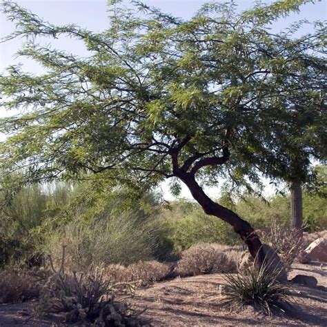 Mesquite Tree Losing Leaves