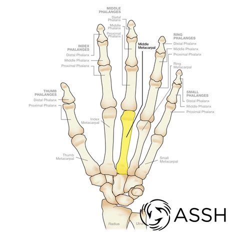 Body Anatomy Upper Extremity Bones The Hand Society