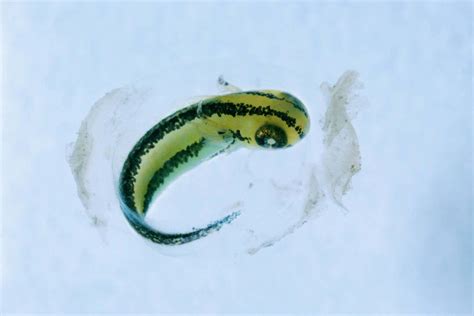 A 200 Year Old Mystery About Newts Has Finally Been Solved New Scientist