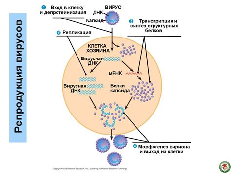 Биология вирусов презентация онлайн