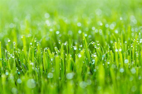 Beauty Backgrounds With Foliage Green Grass Dew Drops And Bokeh Banner