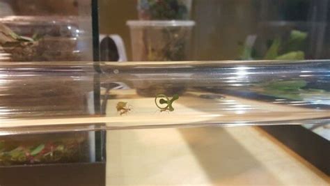 Liberty Science Center Ants Inspire Development Of Robots With