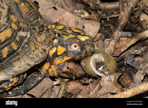 Eastern Box Turtle Eating