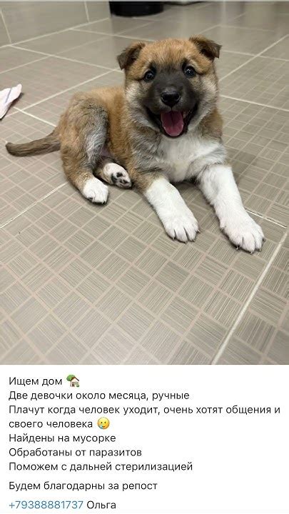 Волгоград Малыши ищут дом животные щенки добро собаки Youtube