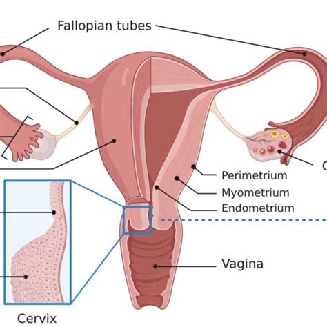 Pdf The Female Reproductive Tract Microbiotas Inflammation And Gynecological Conditions