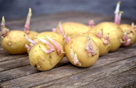 芽が出たじゃがいもを植えることはできる？必要なものと植え方手順！ シュフーズ