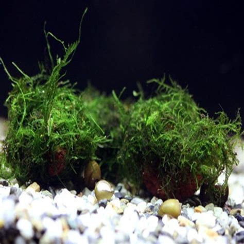 Java Moss Mounted On Lava Rock Arizona Aquatic Gardens