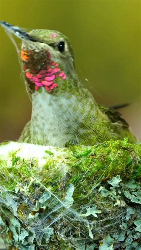 Hummingbird Nest Facts [video] Hummingbird Hummingbird Nests Hummingbirds Photography