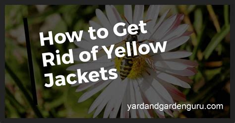 How To Get Rid Of Yellow Jackets From Your Home Forever