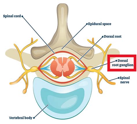 Virus In Your Nerves