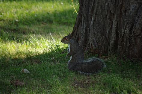 Imgp2627 Ray Ross Flickr