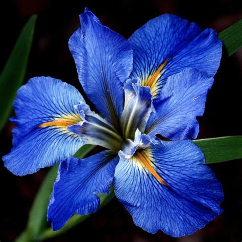 Flowers Dataset Iris Kaggle