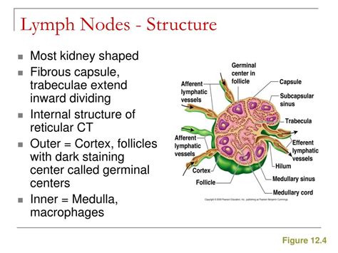 Ppt Lymphatic System And Body Defenses Powerpoint Presentation Free