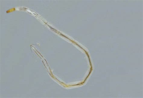 Culicoides Sp Adulte Esccap France