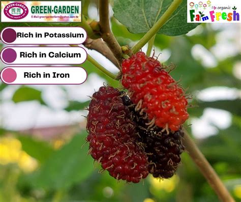 Live Rooted Mulberry Tree