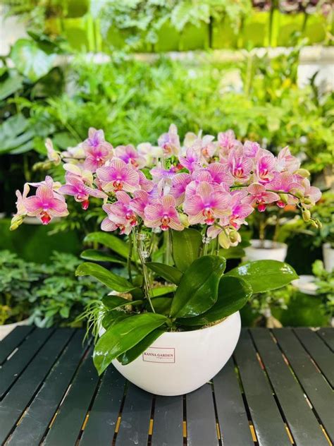 Канна Цахирмаа цэцгийг дангаар болон олноор зориулалтын тунгалаг сав болон гоёлын шаазан