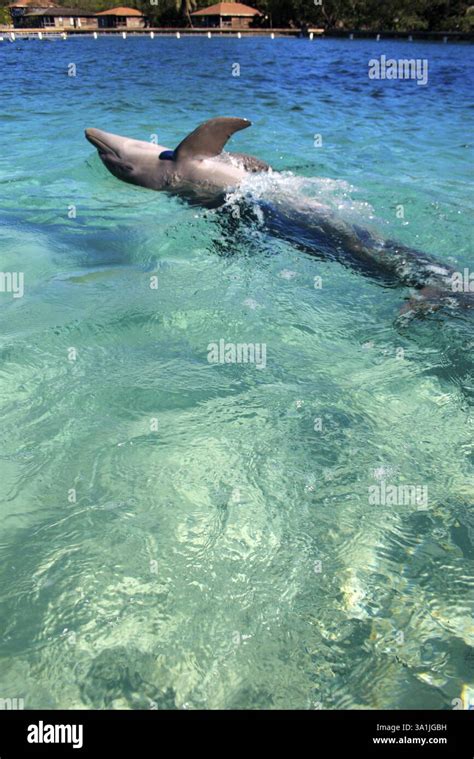 Un Dauphin De Binase Nom Binamial Tursiops Truncatus Classification