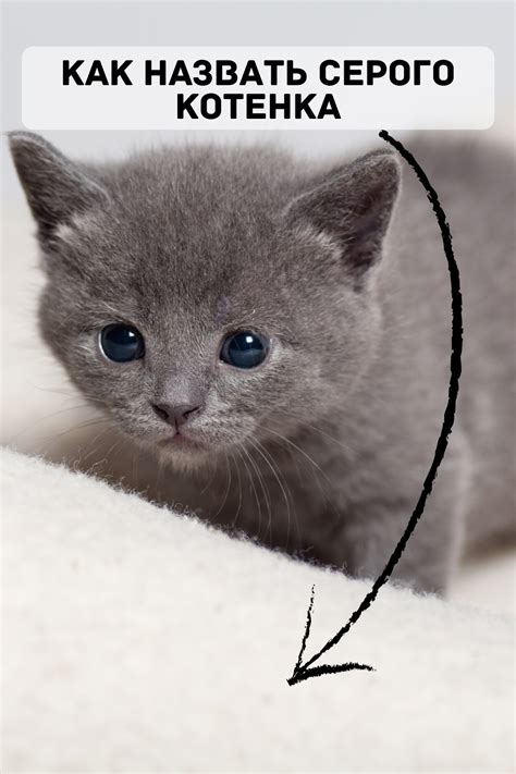 Как назвать серого котенка Gatitos Lindos Gatos
