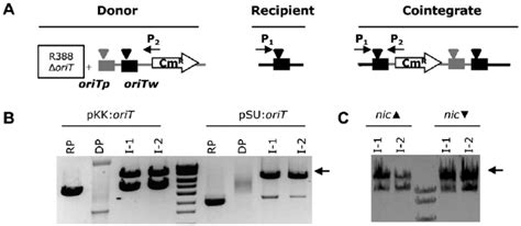 Site Specific Integration Assays With Different Recipient Plasmids A Download Scientific