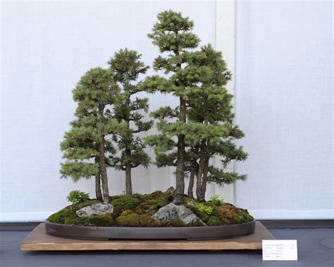 Image Black Hills Spruce Bonsai Forest Planting July 13 2008