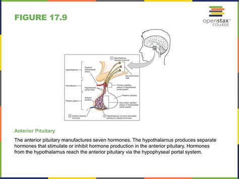 Open Stax Anatomy Physiology Ch 17 PPTX Thyroid Disorders Endocrine And Metabolic Diseases