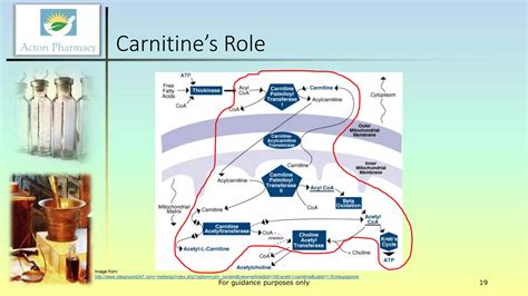 Mito Cocktail Final Pptx