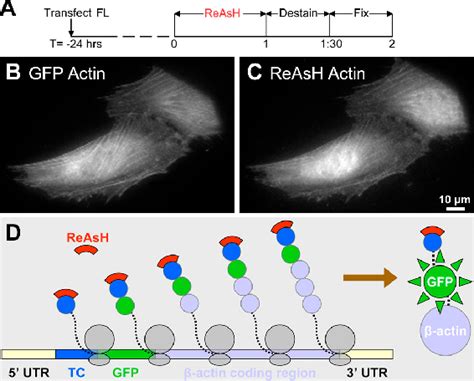 Figure 1 From Visualization Of Mrna Translation In Living Cells Semantic Scholar
