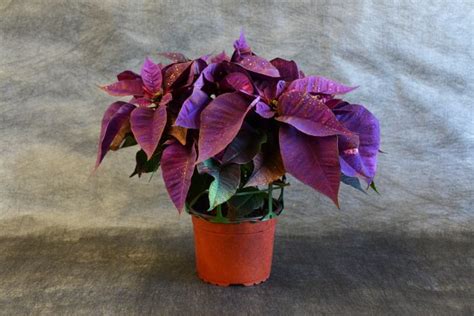 Purple Poinsettia Naked Pot Gertens Garden Center