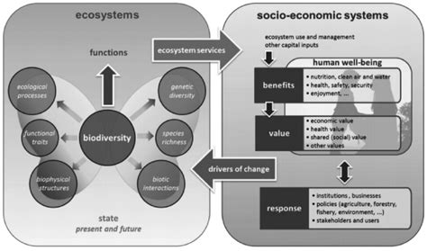 Eu Mapping And Assessment Of Ecosystem Services Analytical Framework