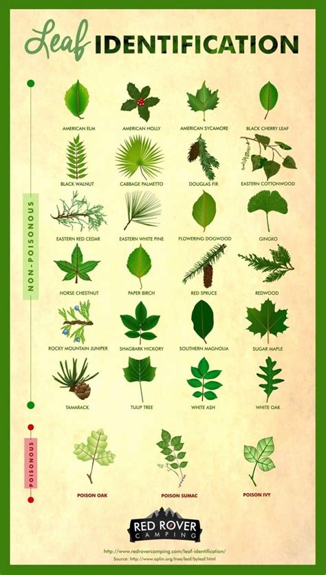 Leaf Identification Infographic Survival Stronghold Wilderness
