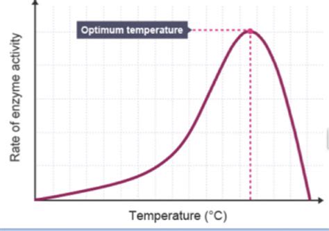 B1 Cell Level Systems Flashcards Quizlet