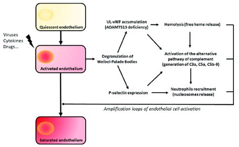 During Ptt Crisis Endothelium Is The Target Of Amplifications Loops