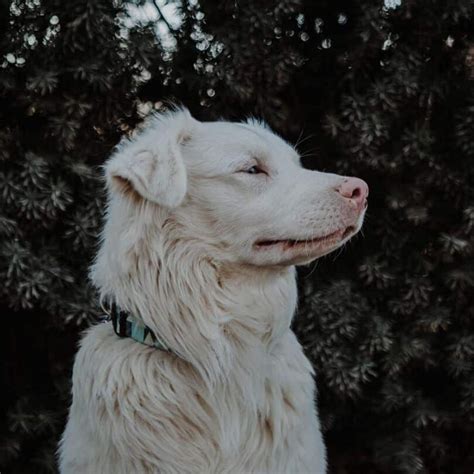 Características De Los Perros Albinos Todo Lo Que Debes Saber