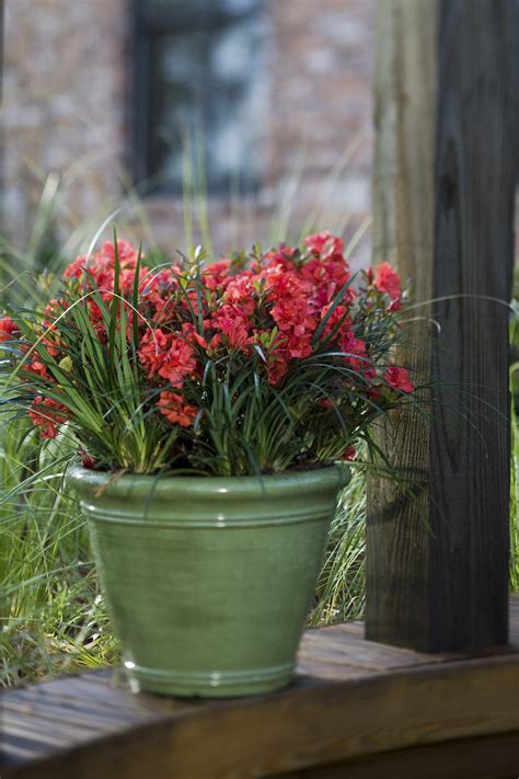 Growing Azaleas In Pots Plant Addicts